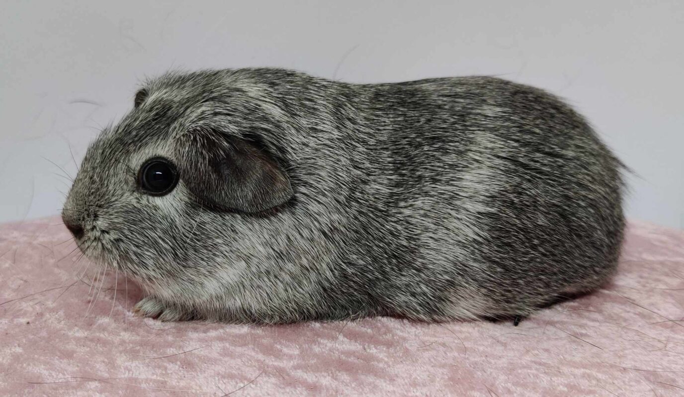 Kæledyr hunner – Bellevics