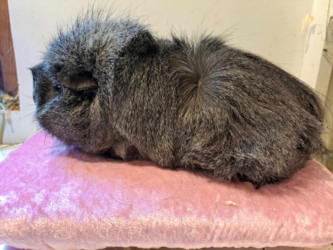 Kæledyr hunner – Bellevics