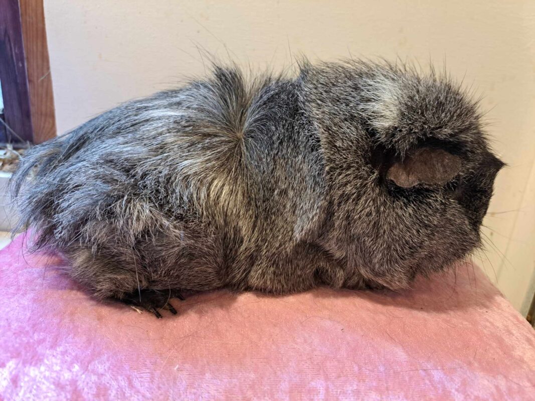 Kæledyr hunner – Bellevics